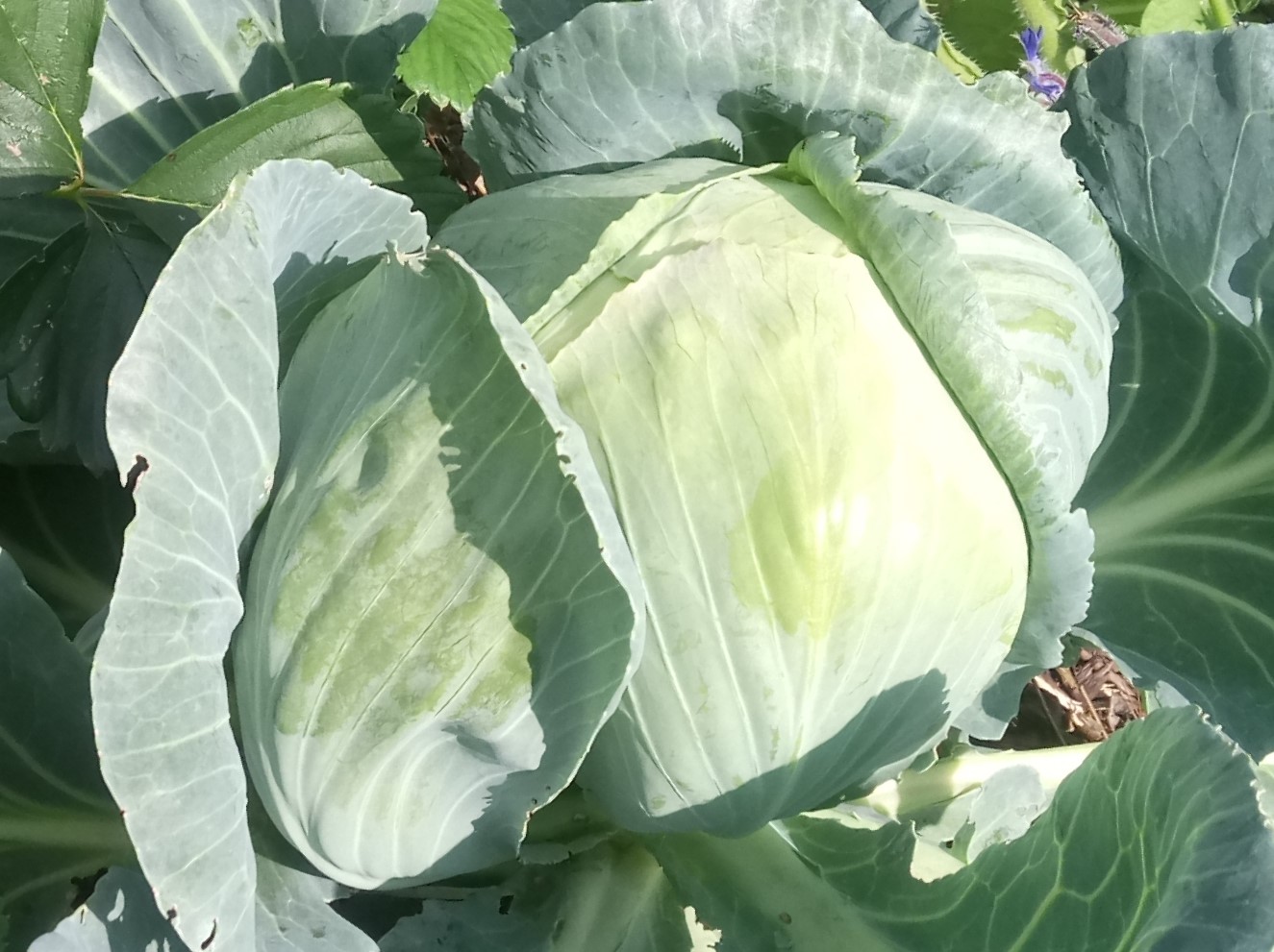 Kopfkohl | Obst- und Gartenbauverein Wurmberg e.V.