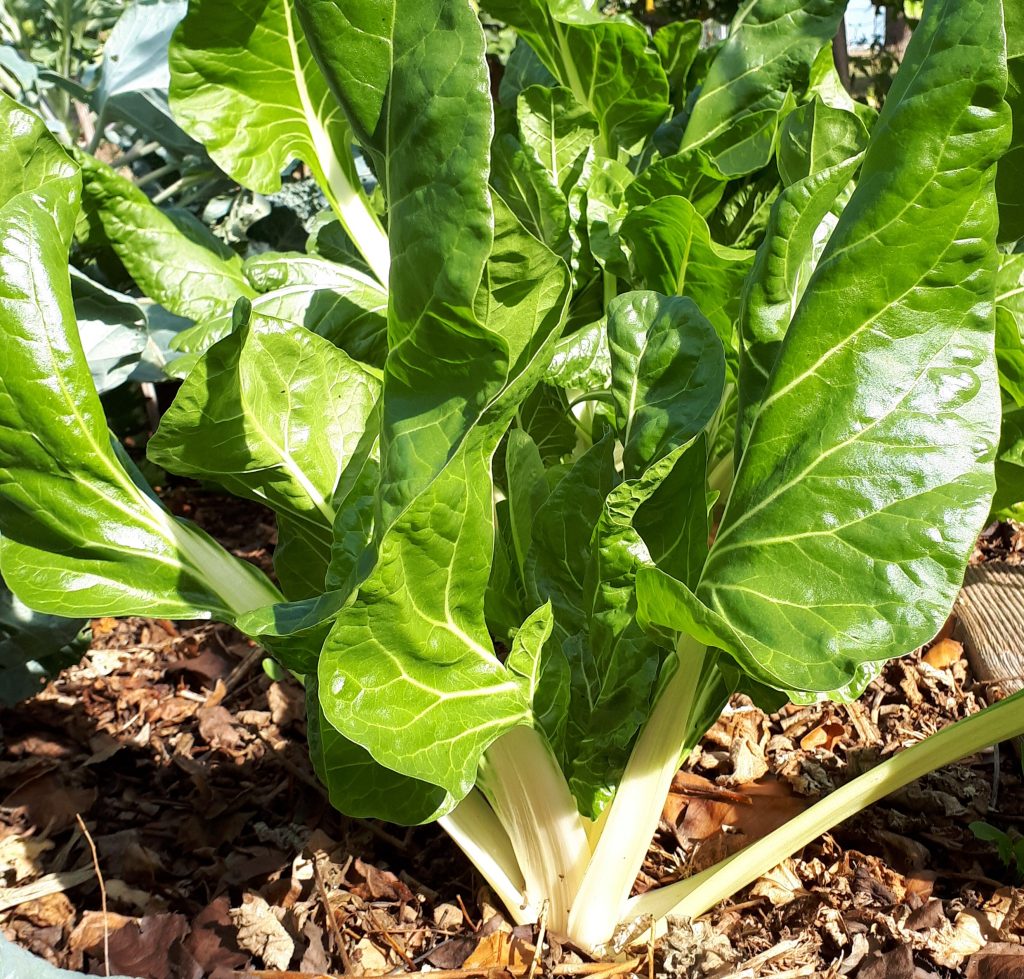 Mangold | Obst- und Gartenbauverein Wurmberg e.V.