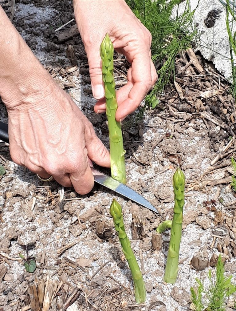 Grüner Spargel | Obst- und Gartenbauverein Wurmberg e.V.