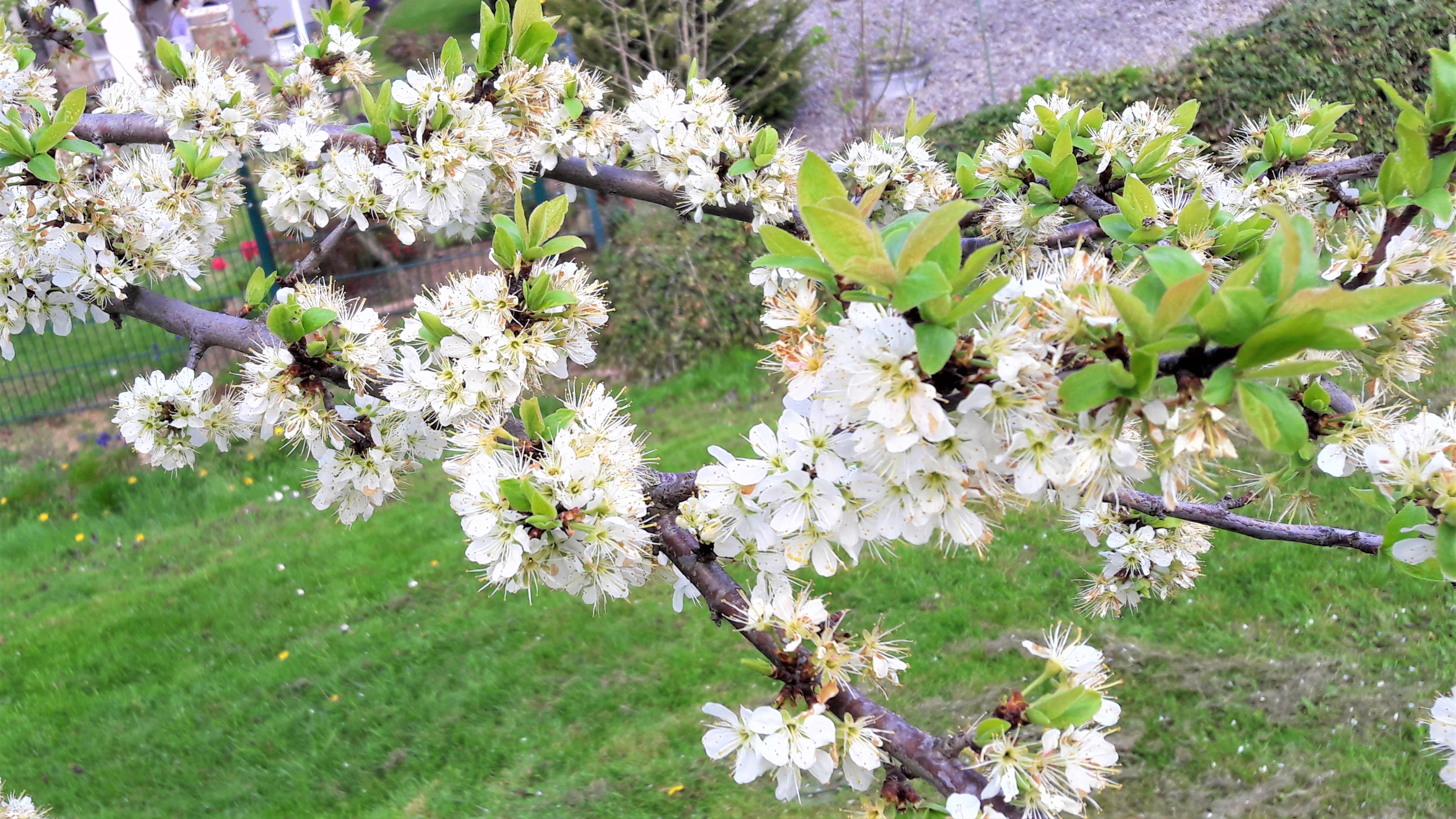 Mirabellen | Obst- und Gartenbauverein Wurmberg e.V.